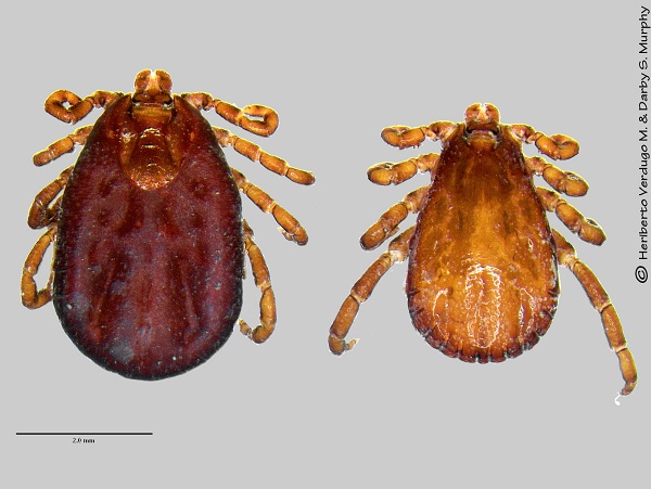 Other tick species found in Wisconsin – Wisconsin Ticks and Tick-borne ...