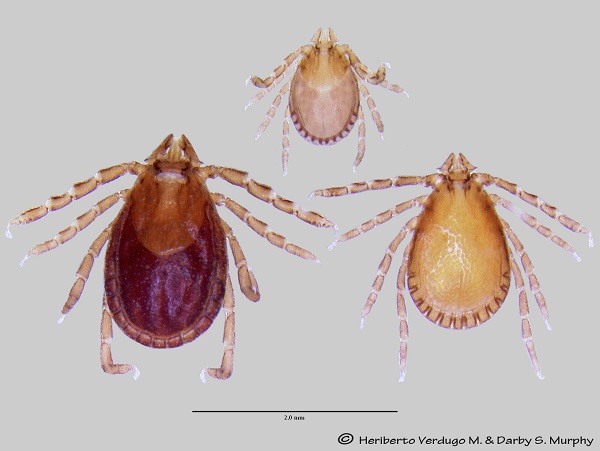 Other tick species found in Wisconsin – Wisconsin Ticks and Tick-borne ...