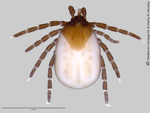 Other tick species found in Wisconsin – Wisconsin Ticks and Tick-borne ...